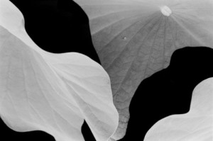 Patricia Lambert | The Art Guide